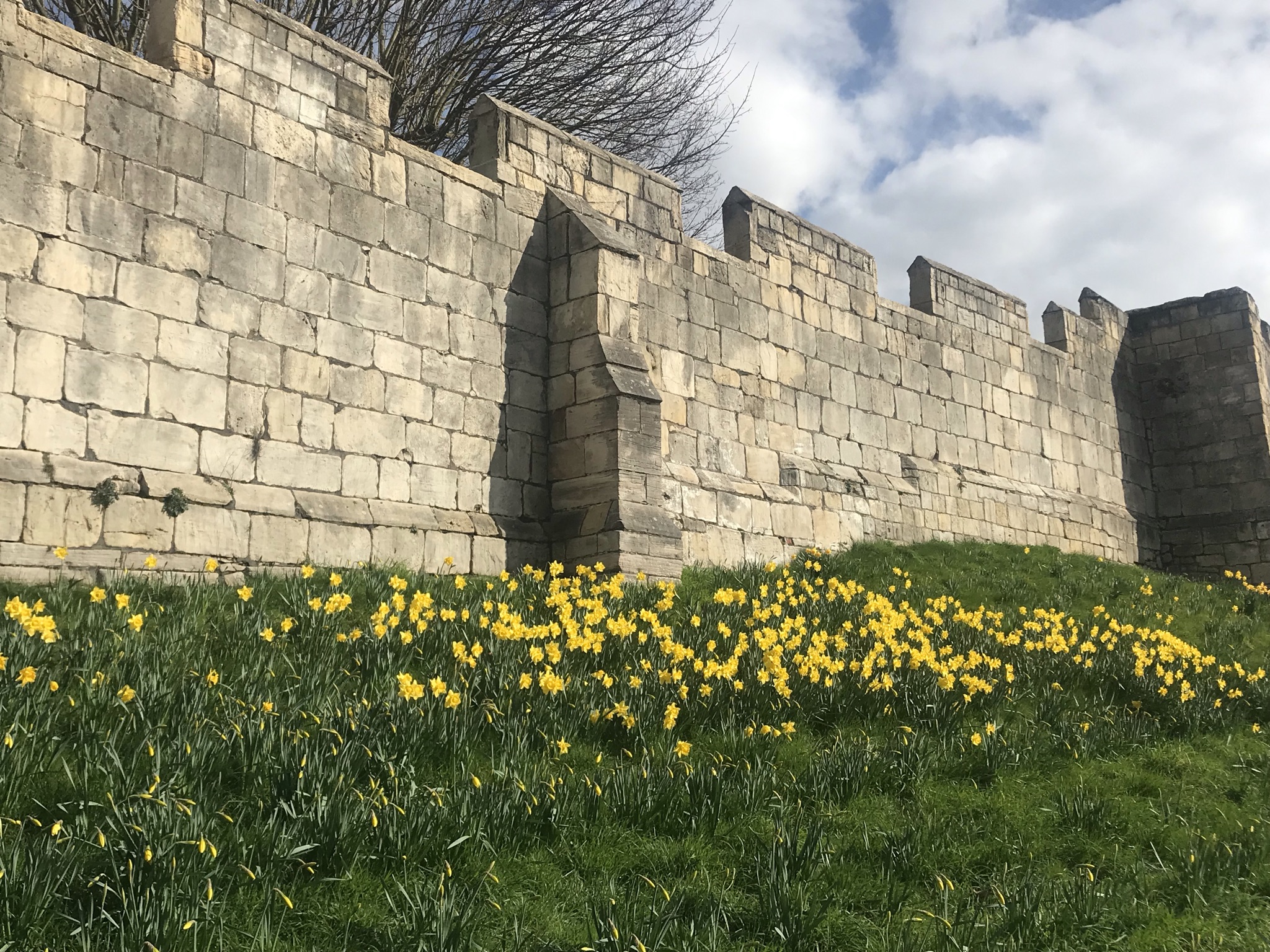 Daffodils In Yorkshire